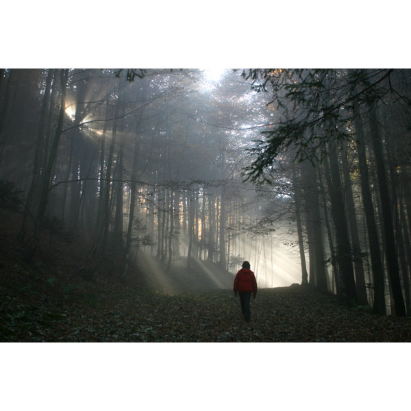 Millwood Pines Misty Forest by Itakefotos4u - Wrapped Canvas Photograph ... Millwood Pines Misty Forest by Itakefotos4u - Wrapped Canvas Photograph ...